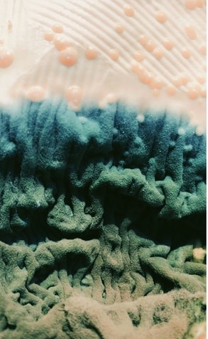 How to Remove Mold from Backpack Using 3 Simple and Safe Methods